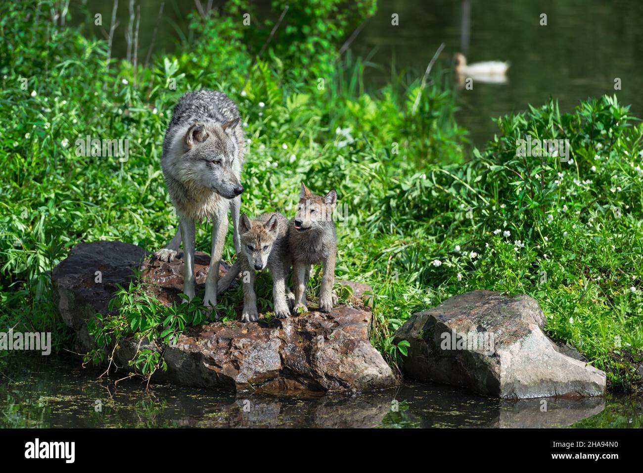 Grey Wolf (Canis lupus) and Two Pups Stand on Rocks at Edge of Island ...