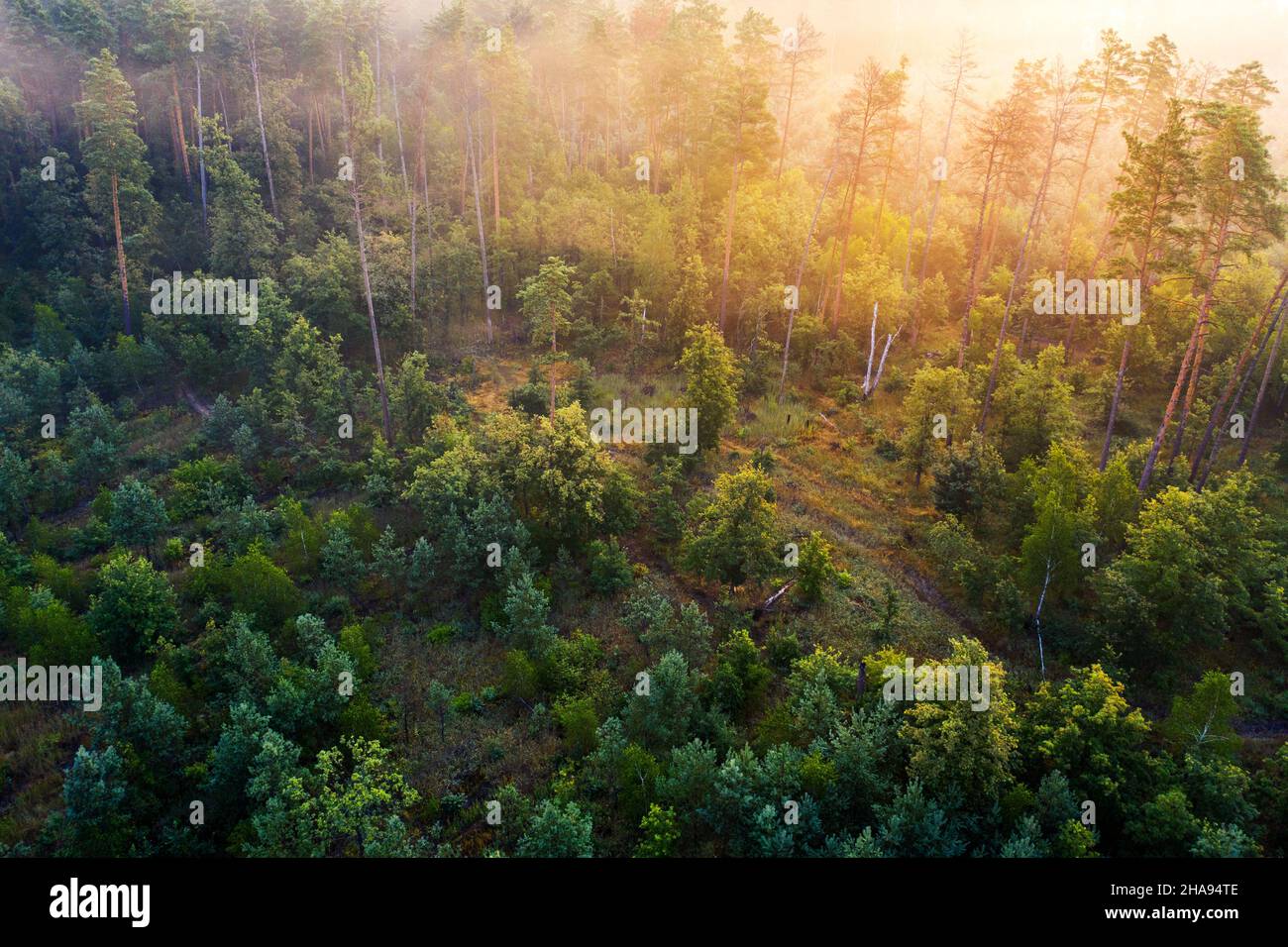 Autumn forest with bright colorful trees top view. Natural background ...