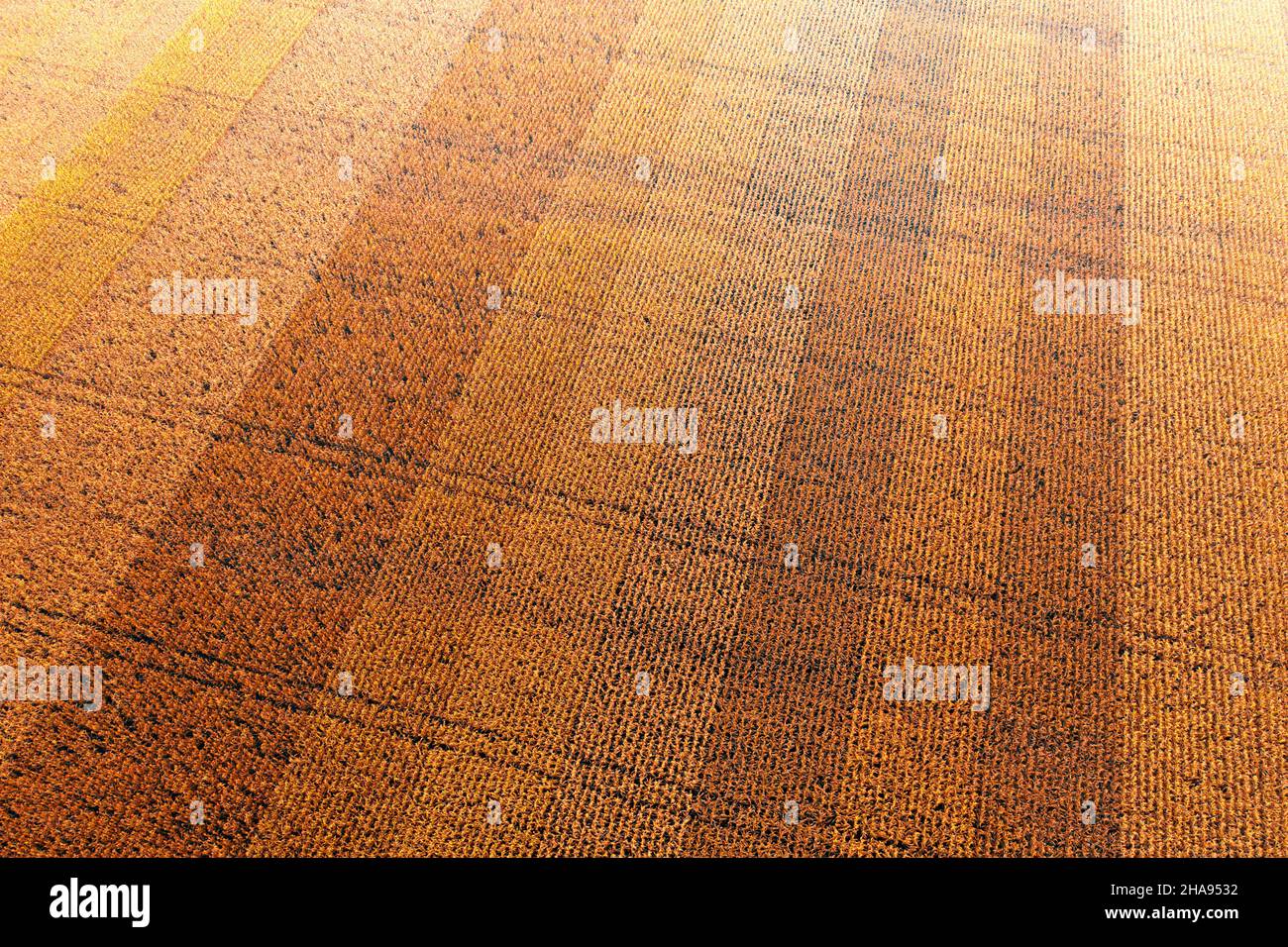 Field with different varieties of corn. Experimental research in the ...