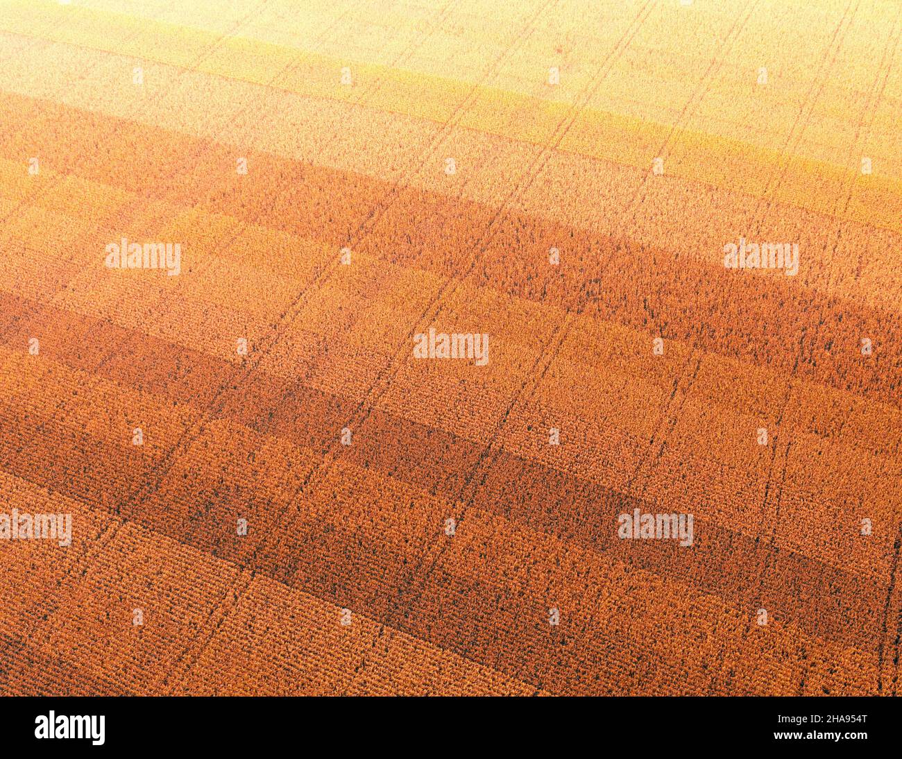 Field with different varieties of corn. Experimental research in the ...