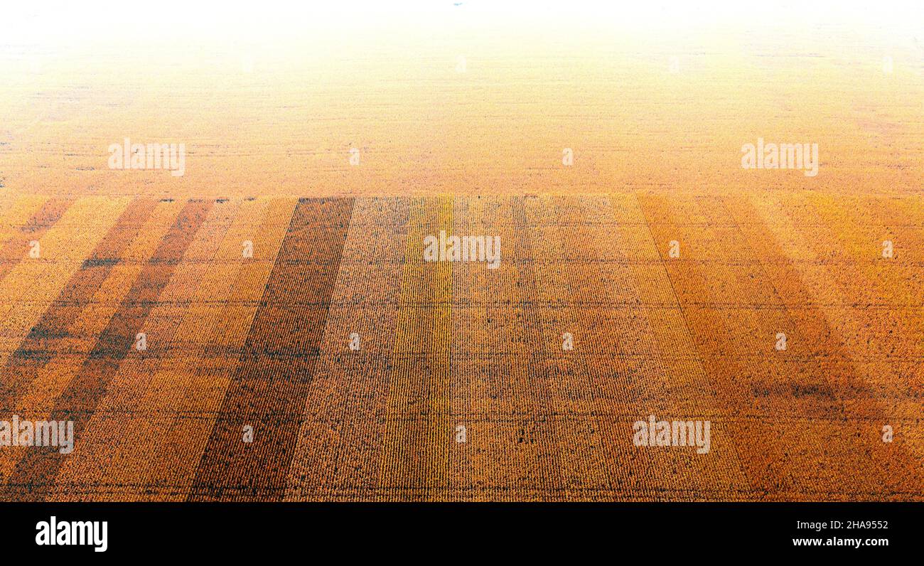 Field with different varieties of corn. Experimental research in the ...