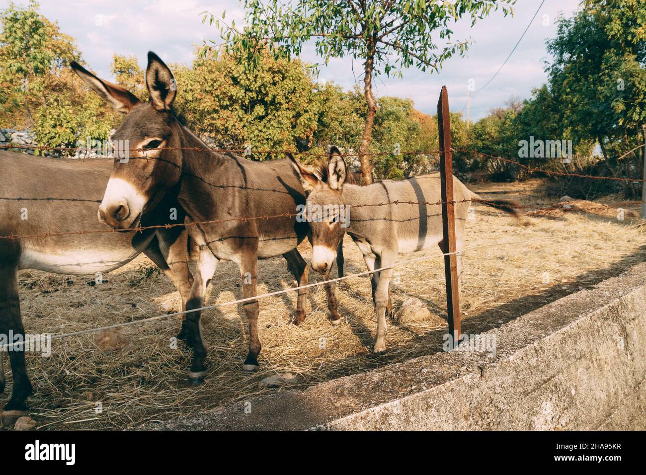 Wire donkeys hi-res stock photography and images - Alamy