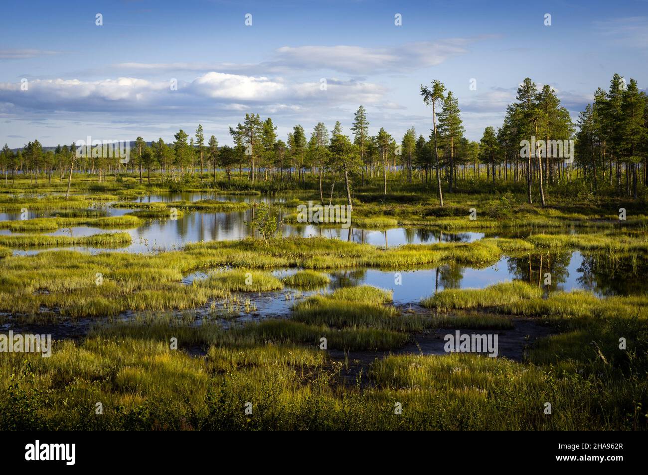 Swamp with conifers in Lapland, Sweden Scandinavia Stock Photo - Alamy