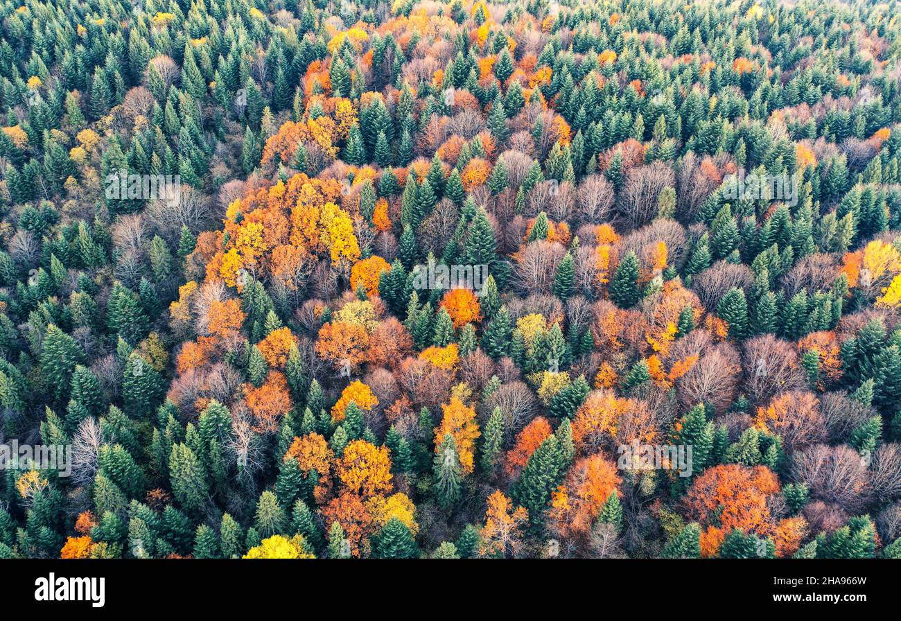 Autumn forest with bright colorful trees top view. Natural background ...