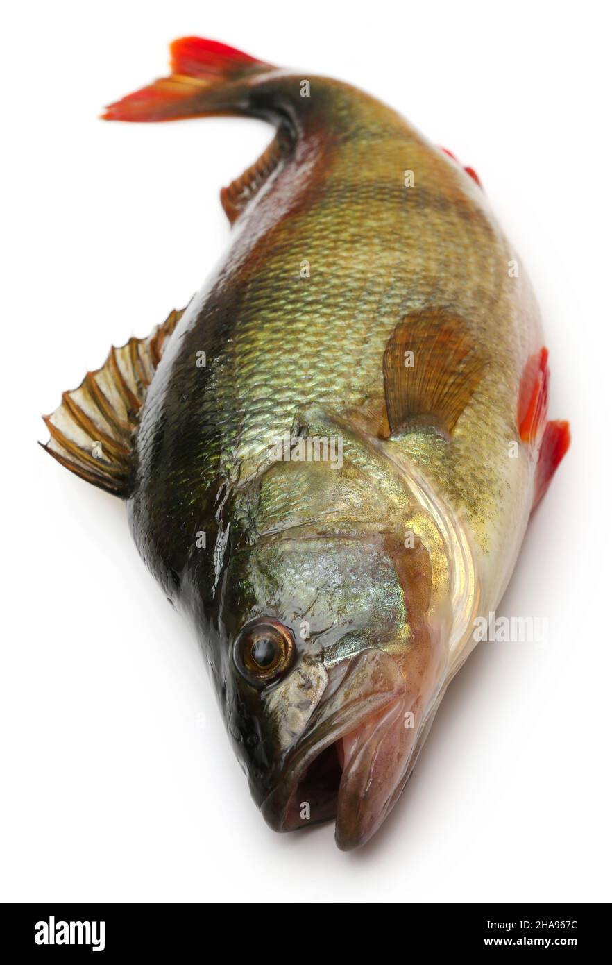 European Perch over white background Stock Photo - Alamy