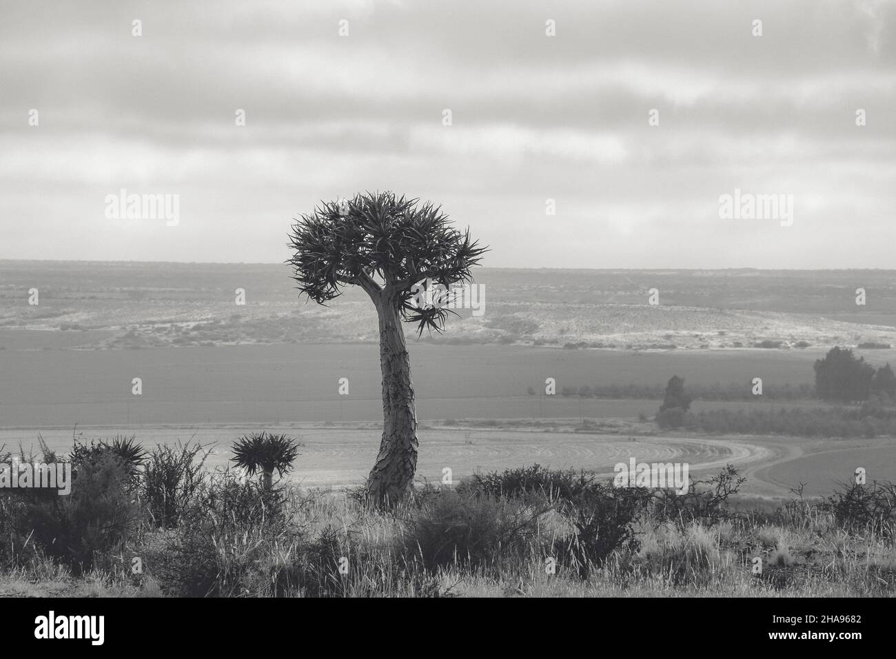 Grayscale of a field with trees and plants under the clear sky Stock ...