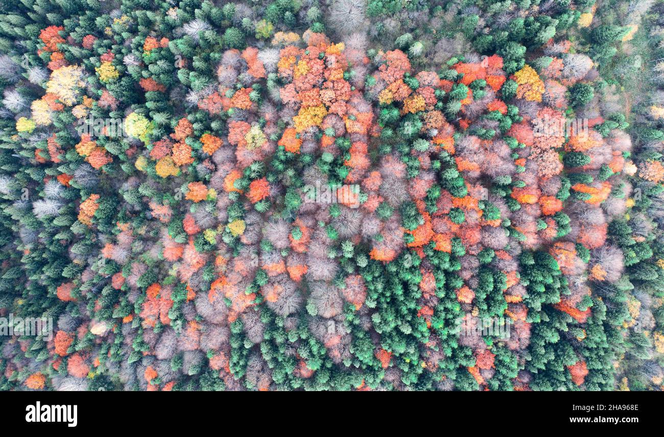 Autumn forest with bright colorful trees top view. Natural background ...
