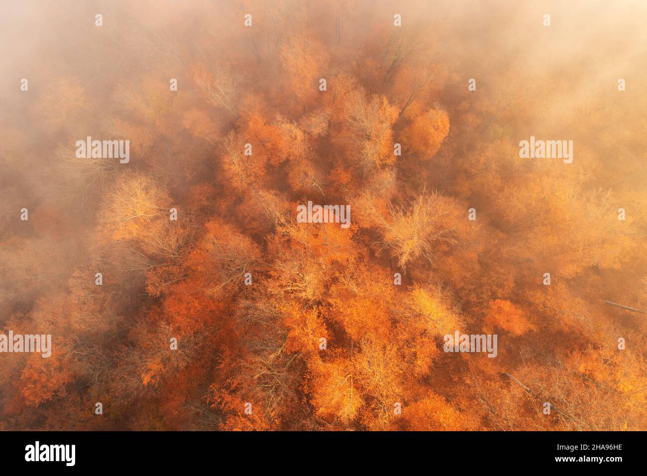 Autumn forest with bright colorful trees top view. Natural background ...