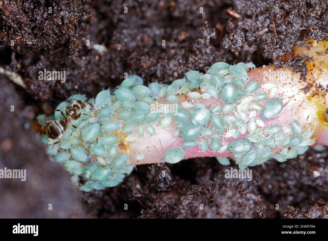 Aphids colony on roots, underground aphid. These are important pests of ...