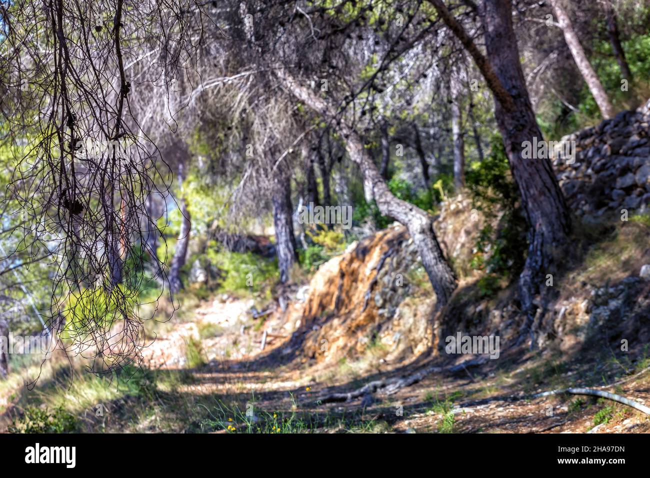 Pathway through the forest with old leafless dry trees on a sunny day ...