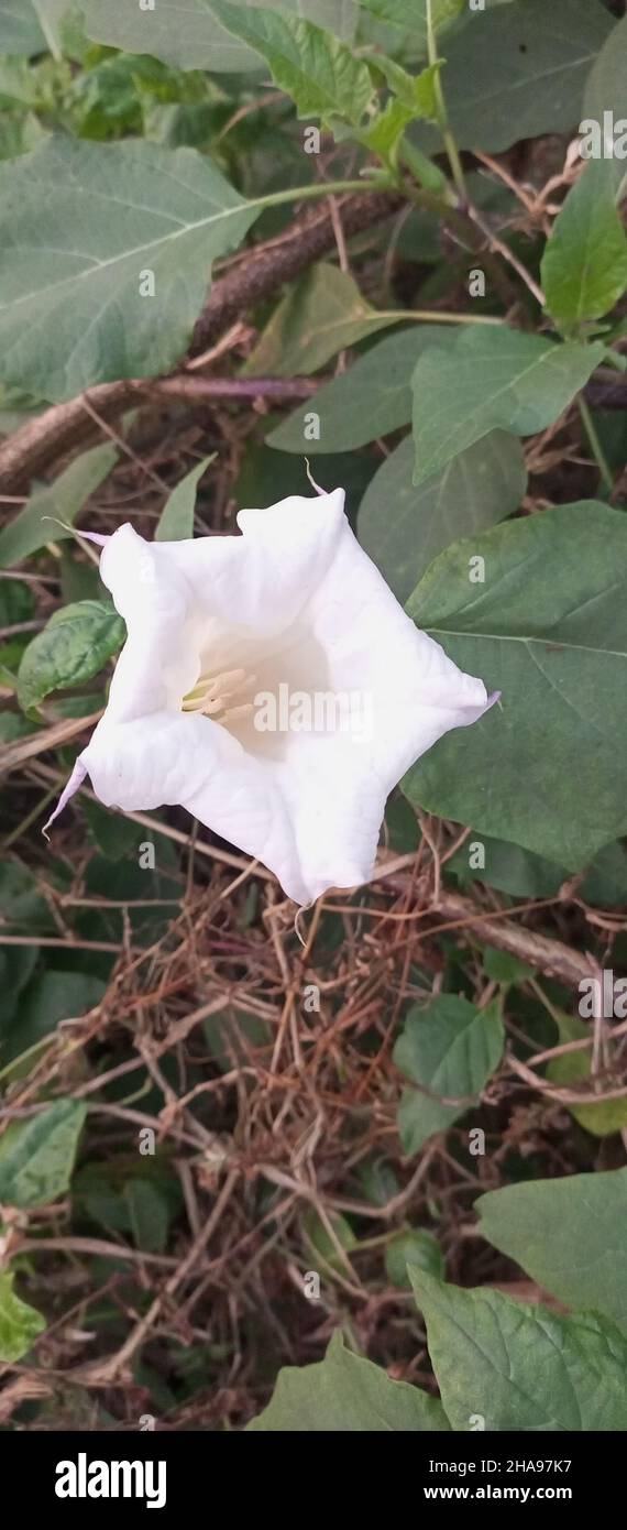 Datura bloom hi-res stock photography and images - Alamy