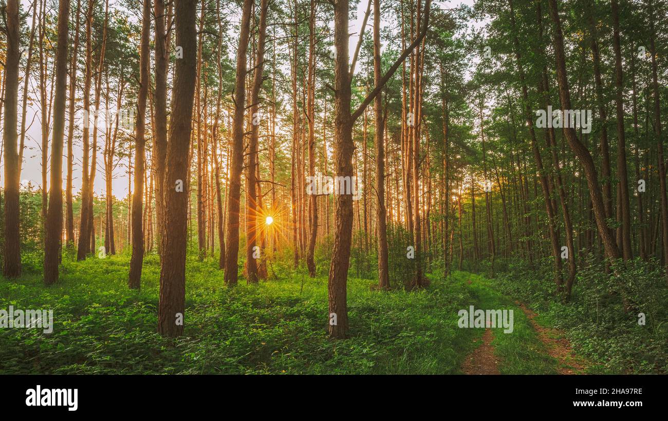 Road, Path, Walkway Through Sunny Forest. Sunset Sunrise In Summer ...