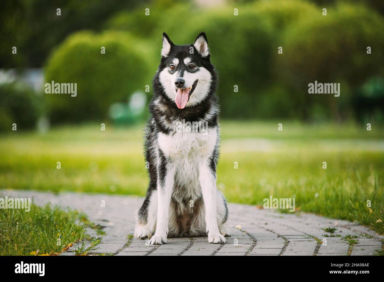 Black white dog husky breed hi-res stock photography and images - Alamy