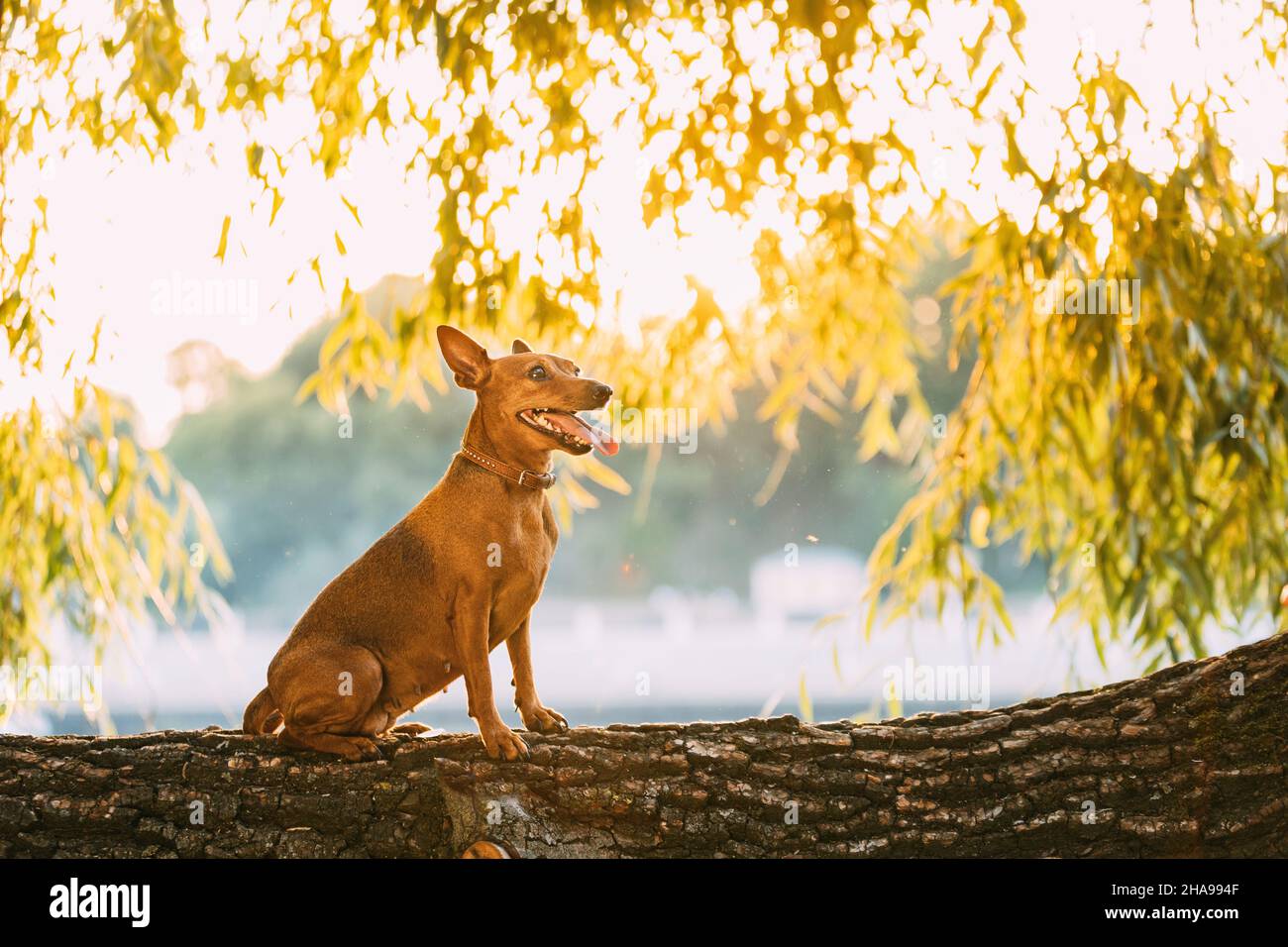 Miniature pincher hi-res stock photography and images - Alamy