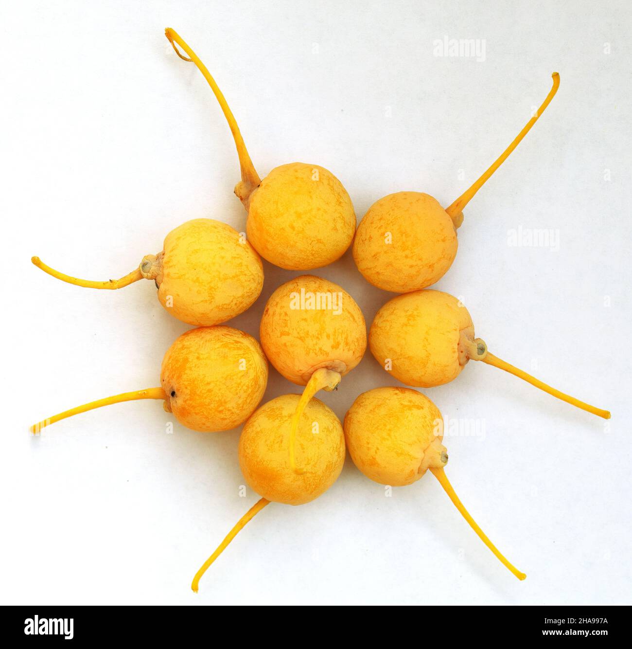 The fruits of the ginkgo tree, yellow and ripe on a white background ...