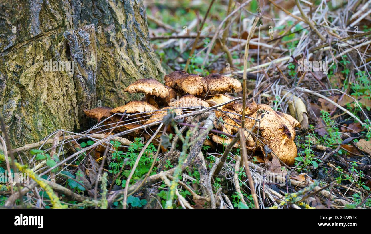 close up of a Peppery Bolete mushrooms (Boletus, Chalciporus piperatus ...