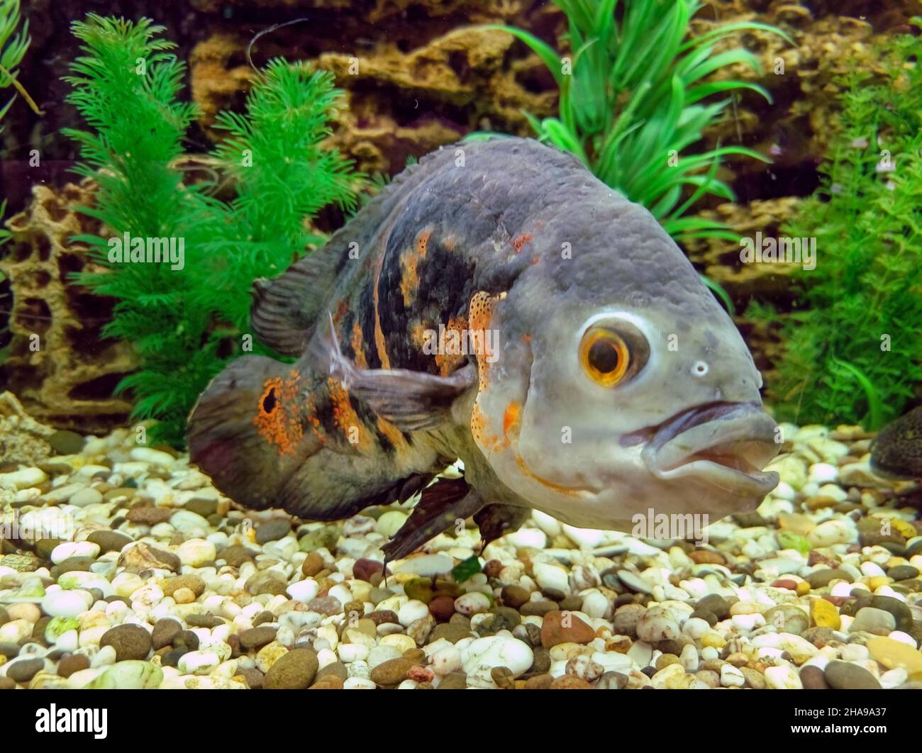 Tropical fish in a large aquarium. Natural aquarium representing ...