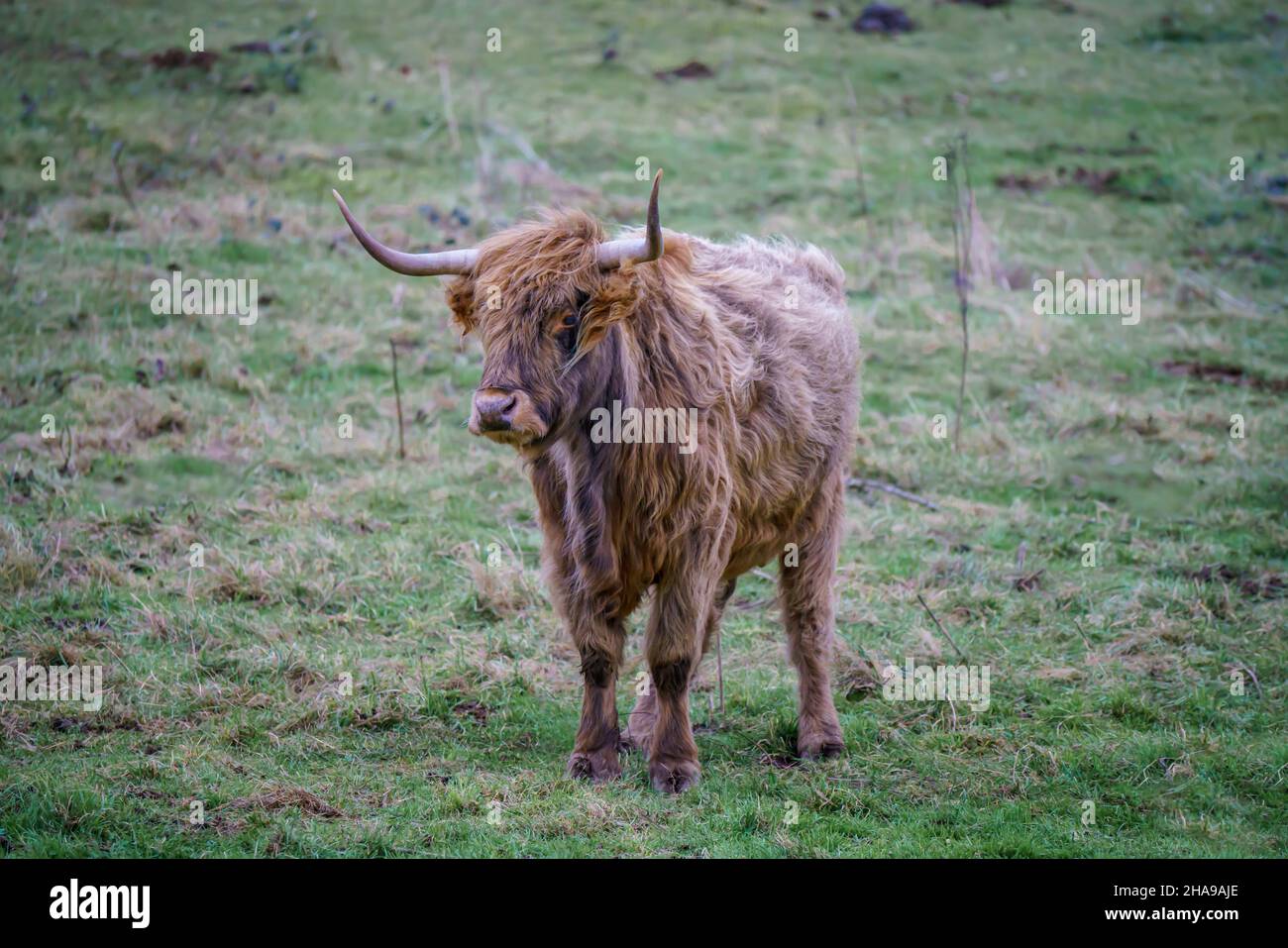 a red scottish highland cow (Bò Ghàidhealach; Hielan coo) with full ...