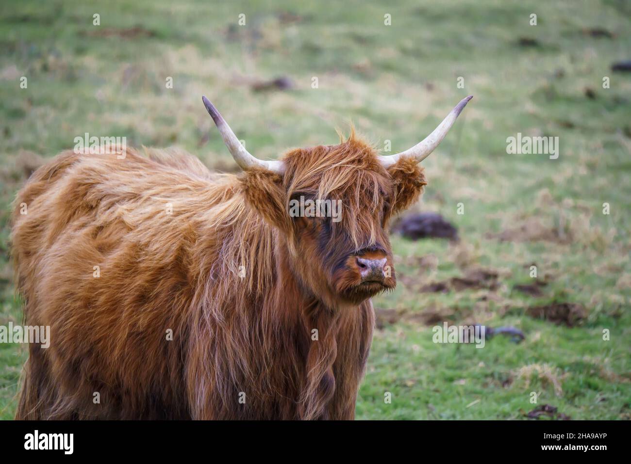 a red scottish highland cow (Bò Ghàidhealach; Hielan coo) with full ...