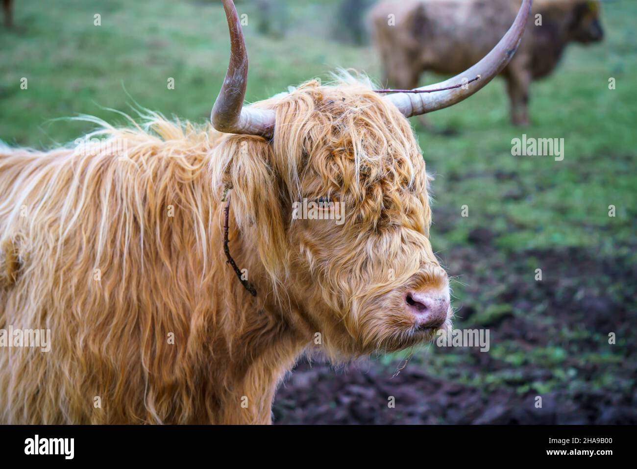 a red scottish highland cow (Bò Ghàidhealach; Hielan coo) with full ...