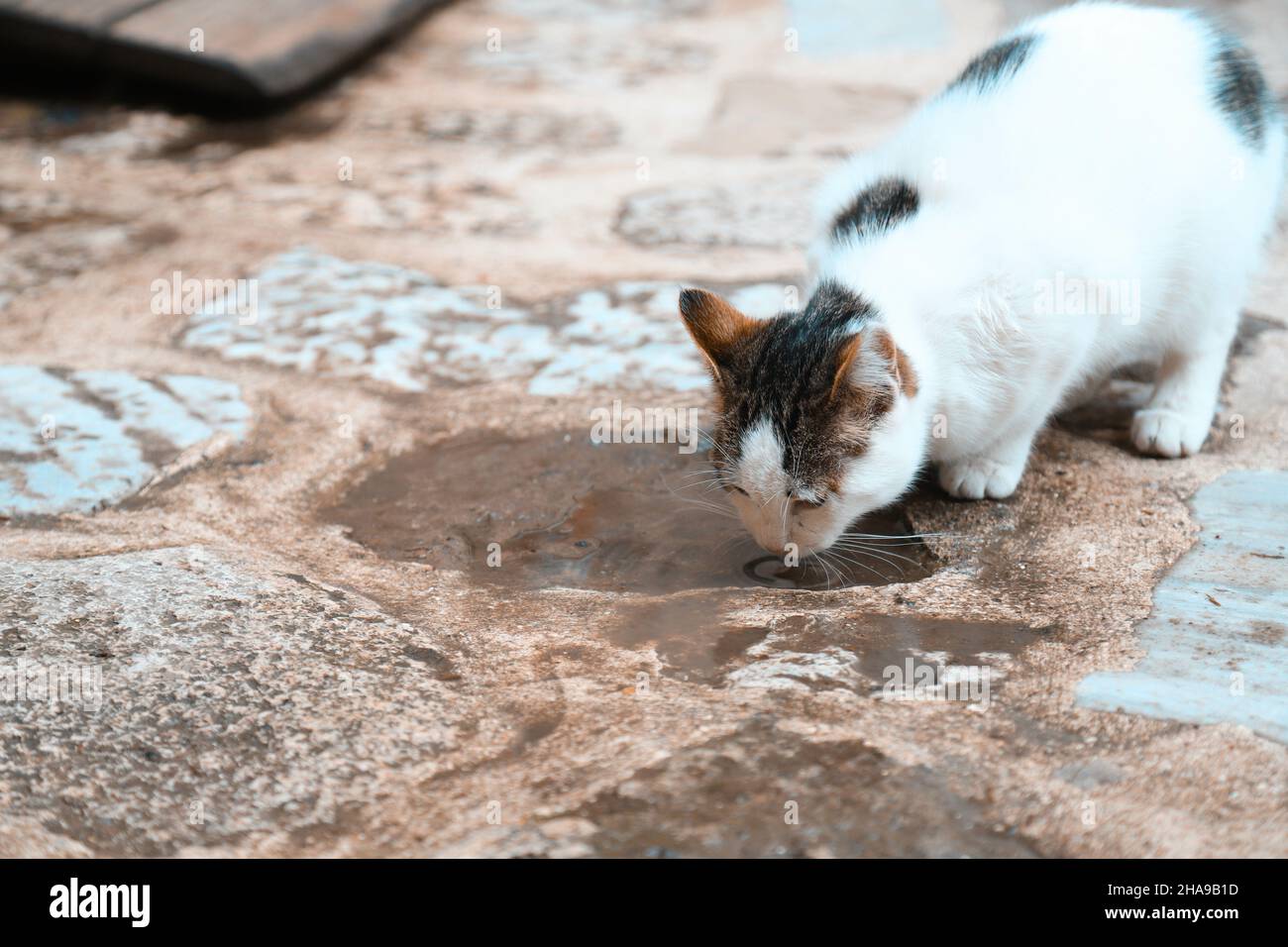 Closeup shot of a black and white cat drinking water from a puddle ...