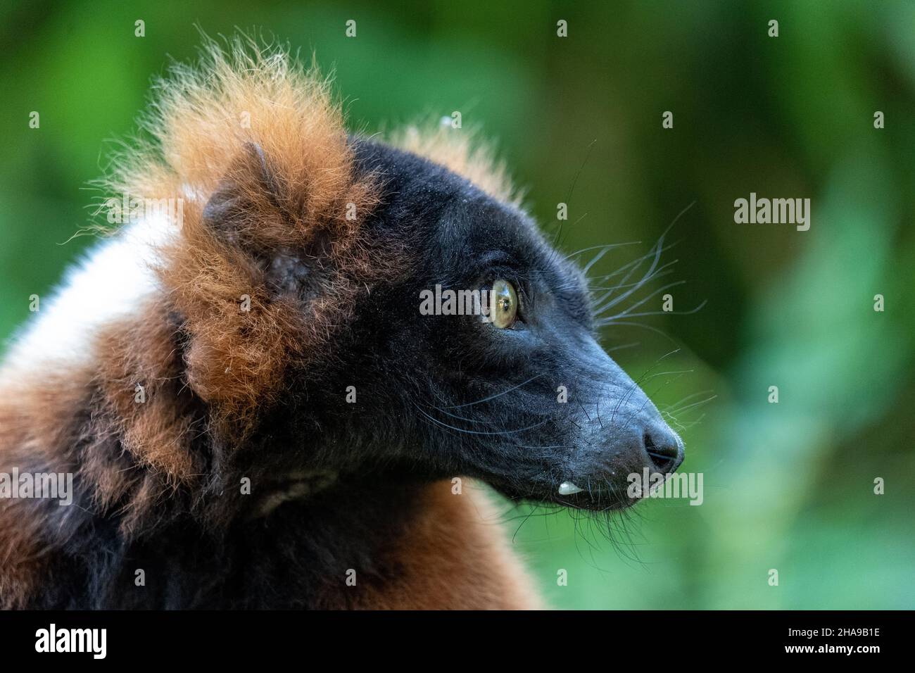 Closeup shot of a cute red ruffed lemur Stock Photo - Alamy