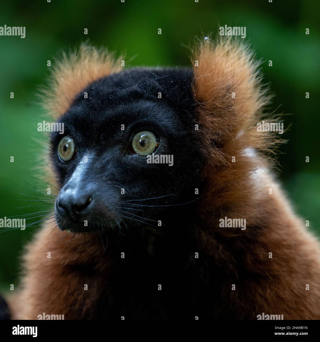 Closeup shot of a cute red ruffed lemur Stock Photo - Alamy