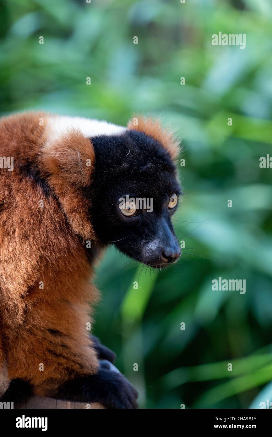 Vertical shot of a cute red ruffed lemur Stock Photo - Alamy