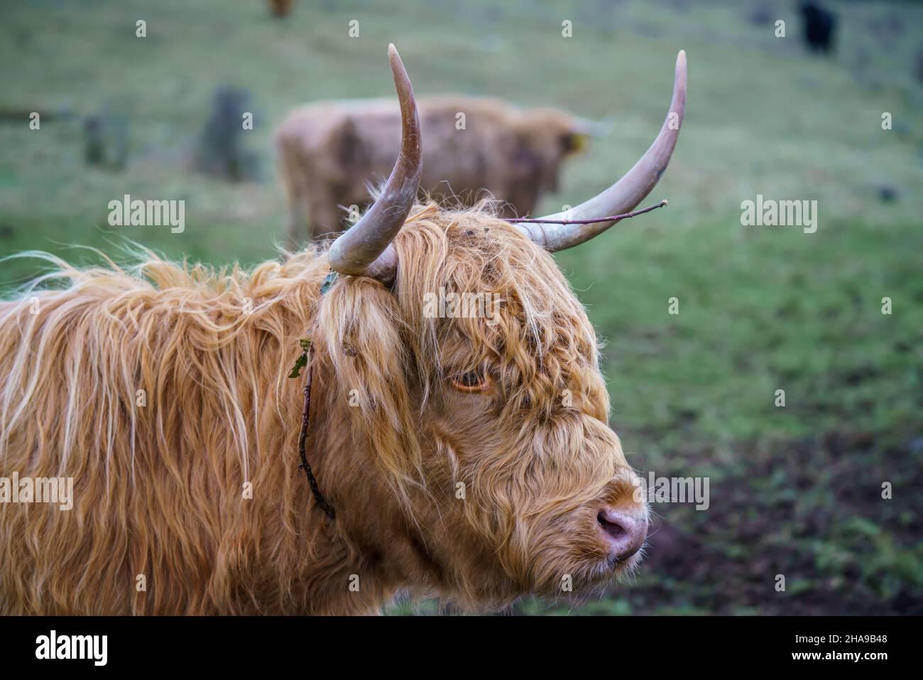 Cow bo hi-res stock photography and images - Alamy
