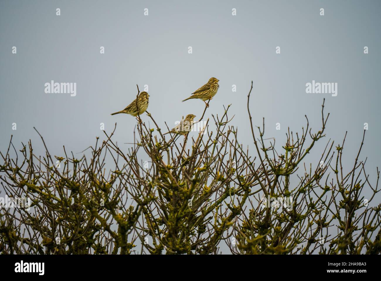 three corn bunting (Emberiza calandra) sat atop a small winter tree ...