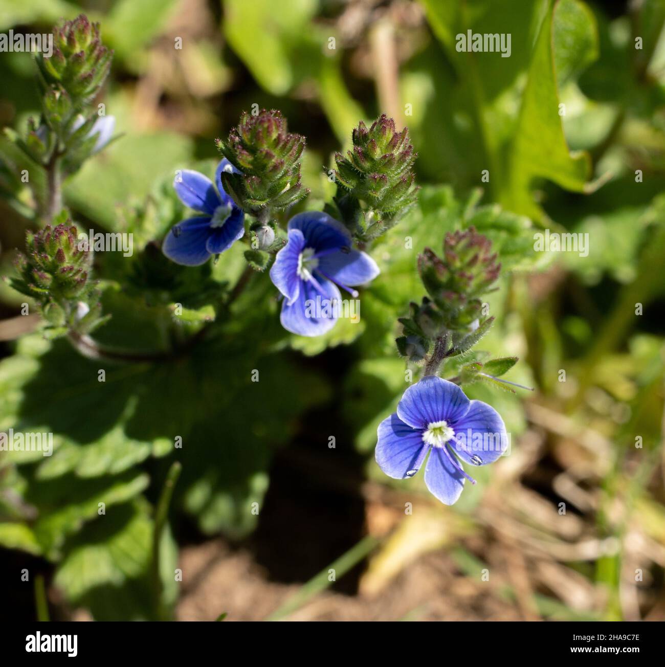 Closeup shot of beautiful blue Veronica flowers growing in the garden ...