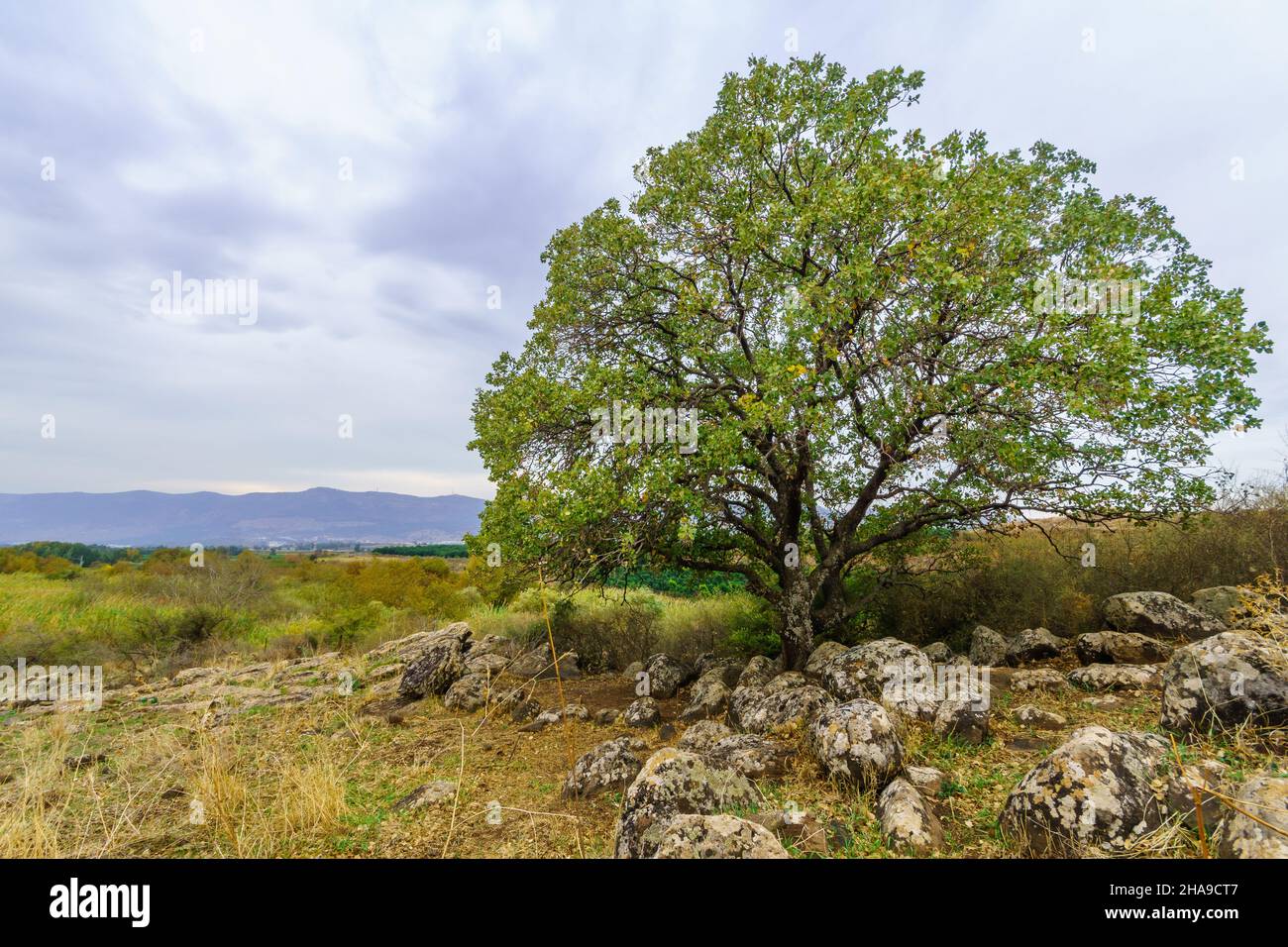 Tree in water snir hi-res stock photography and images - Alamy