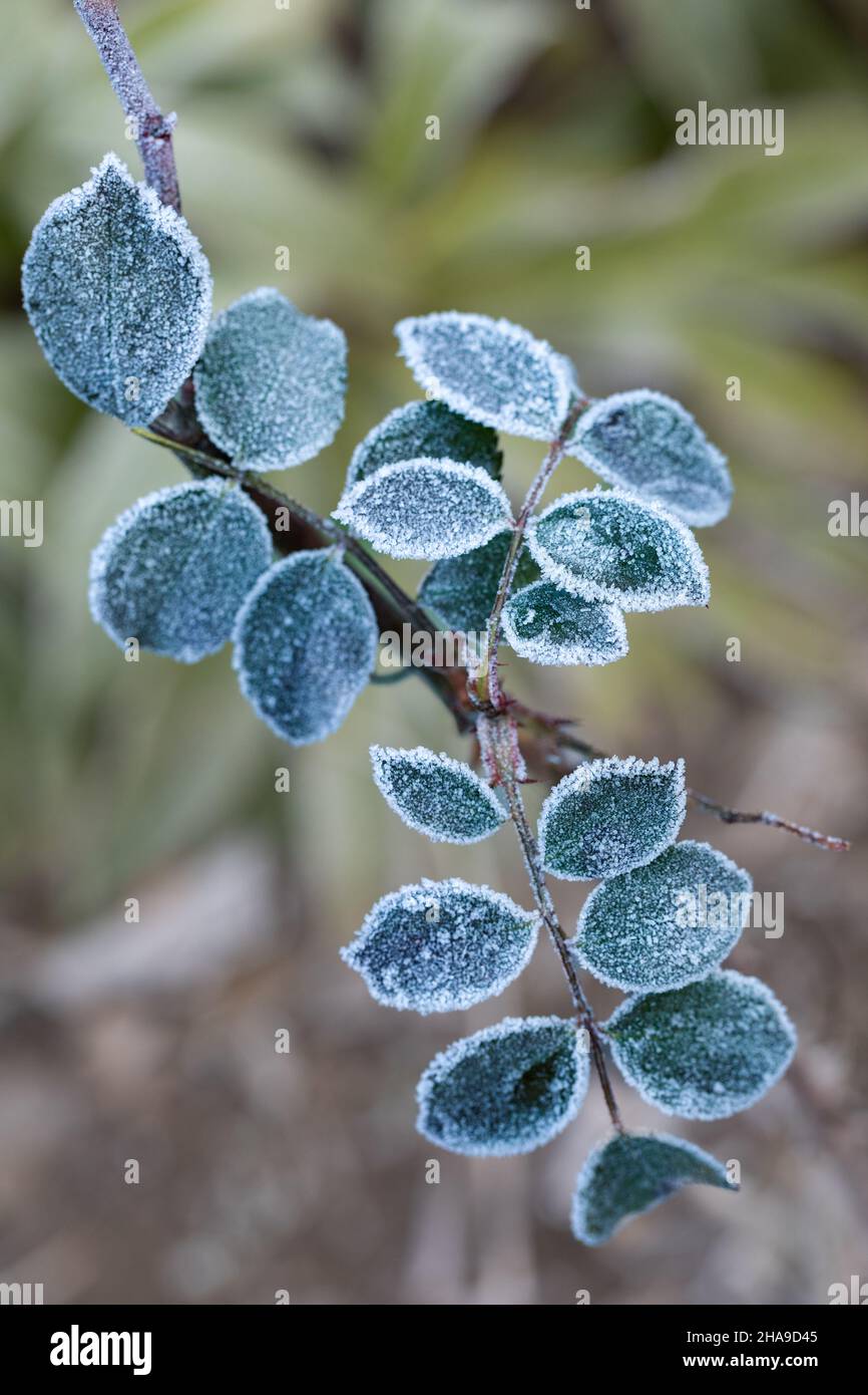 The concept of weather change. A sharp cold snap. Rose leaves are ...