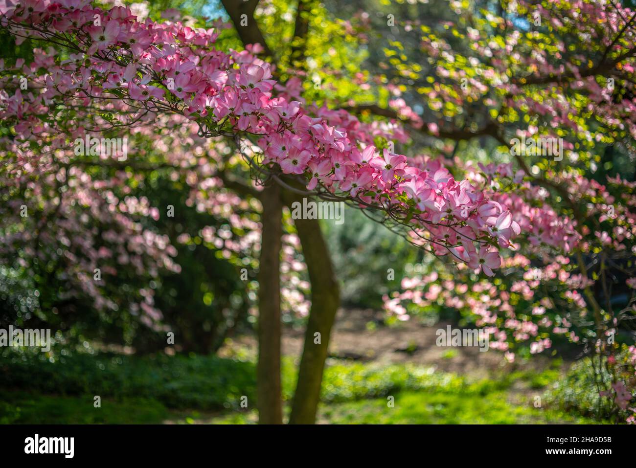 Malus coronaria, also known by the names sweet crabapple or garland ...
