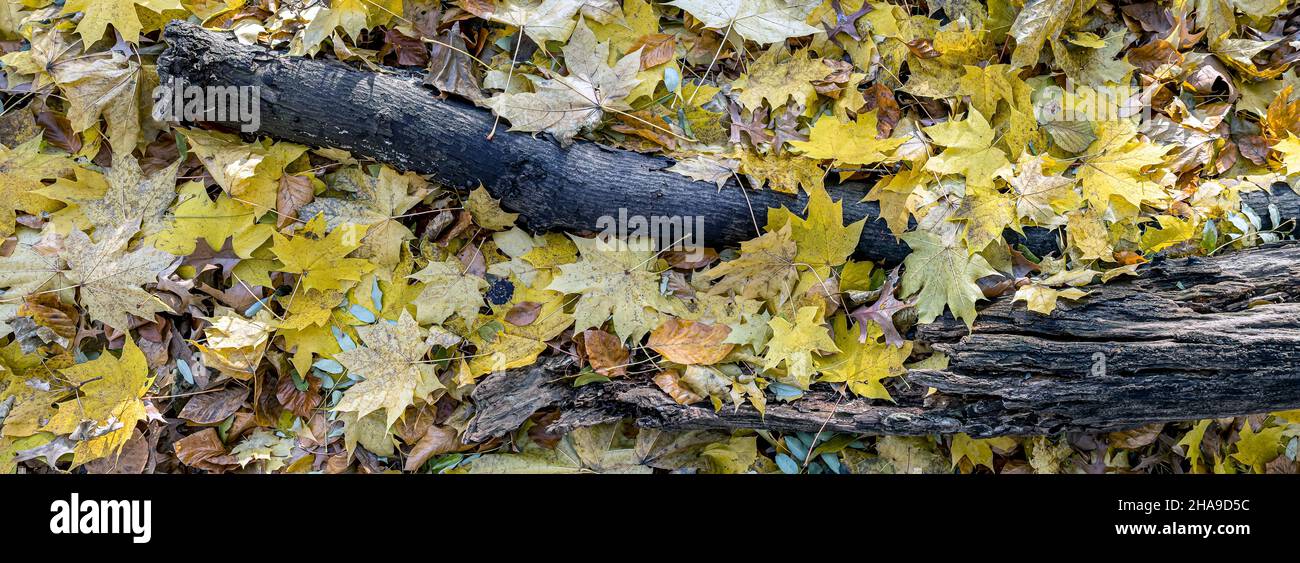 Autumn fall foliage in forest with log and maple leaves, panoramic ...