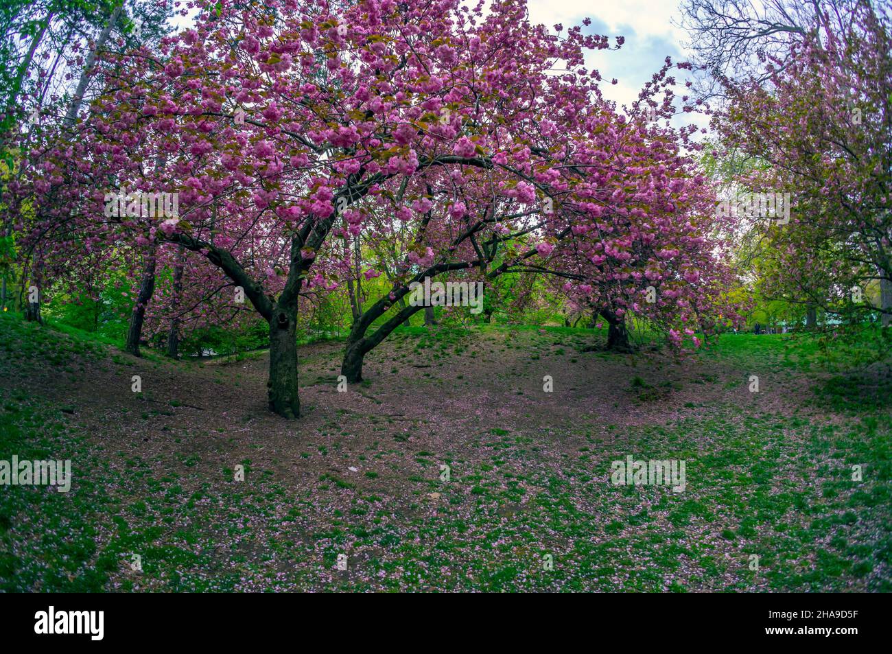 Spring in Central Park, New York City Stock Photo - Alamy