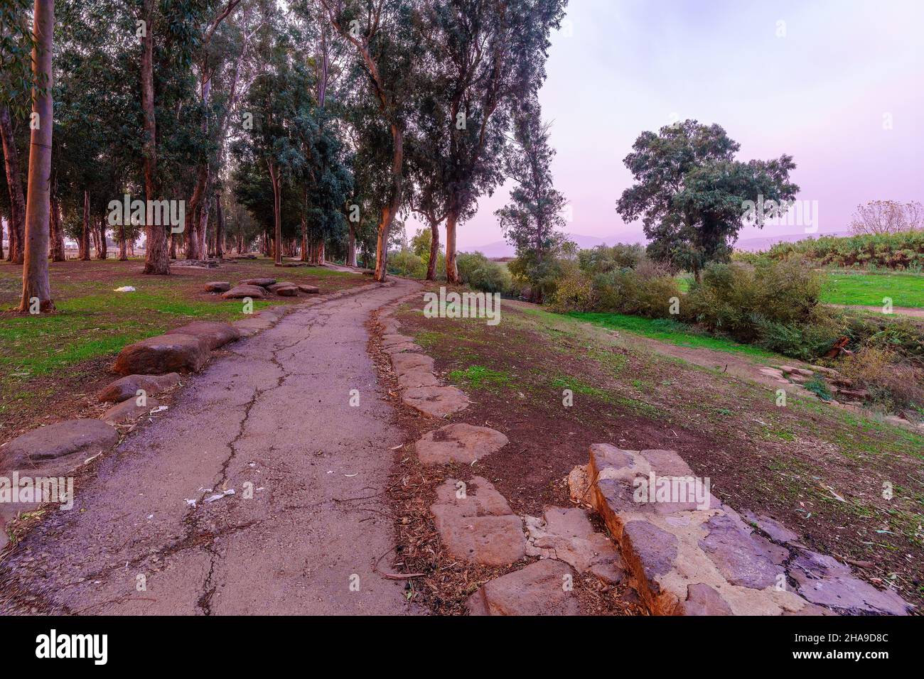 Sunset view of a footpath and eucalyptus trees on the bank of the ...