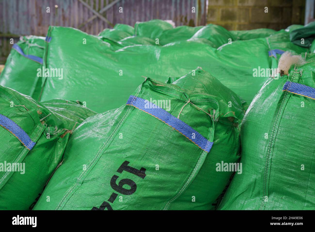 several large green full sacks of British sheep wool in a shearing shed ...