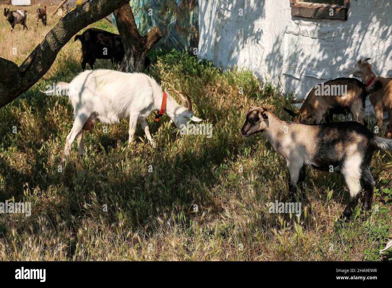 Cute funny goats grazing on farm Stock Photo - Alamy