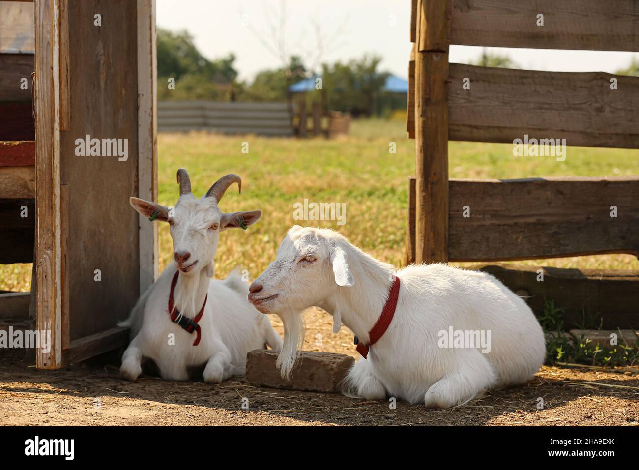 Cute funny goats on farm Stock Photo - Alamy
