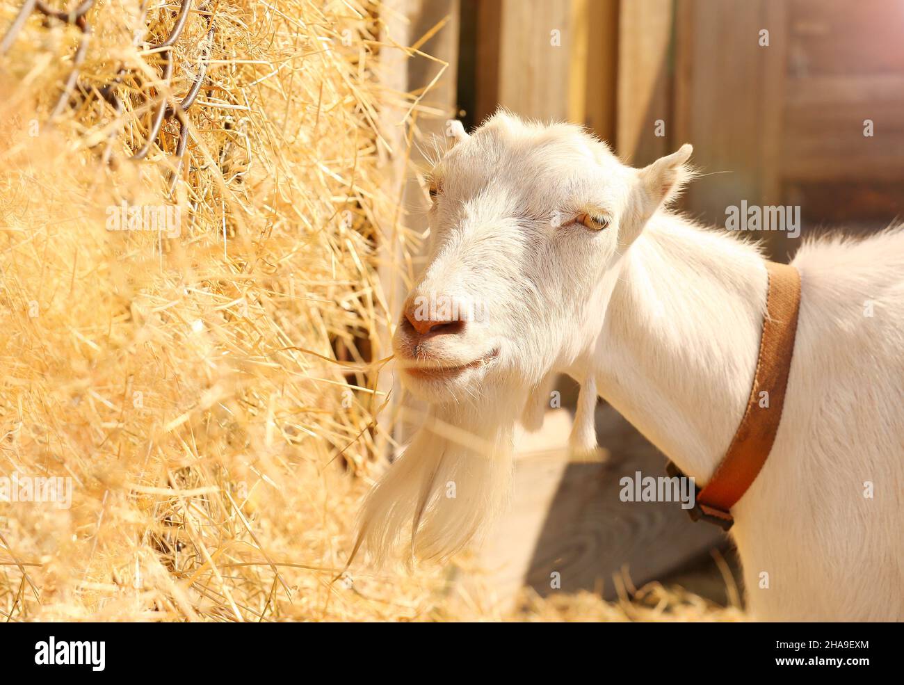 Cute funny goat eating hay on farm Stock Photo - Alamy