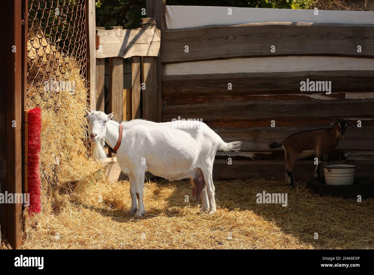 Cute funny goat eating hay on farm Stock Photo - Alamy