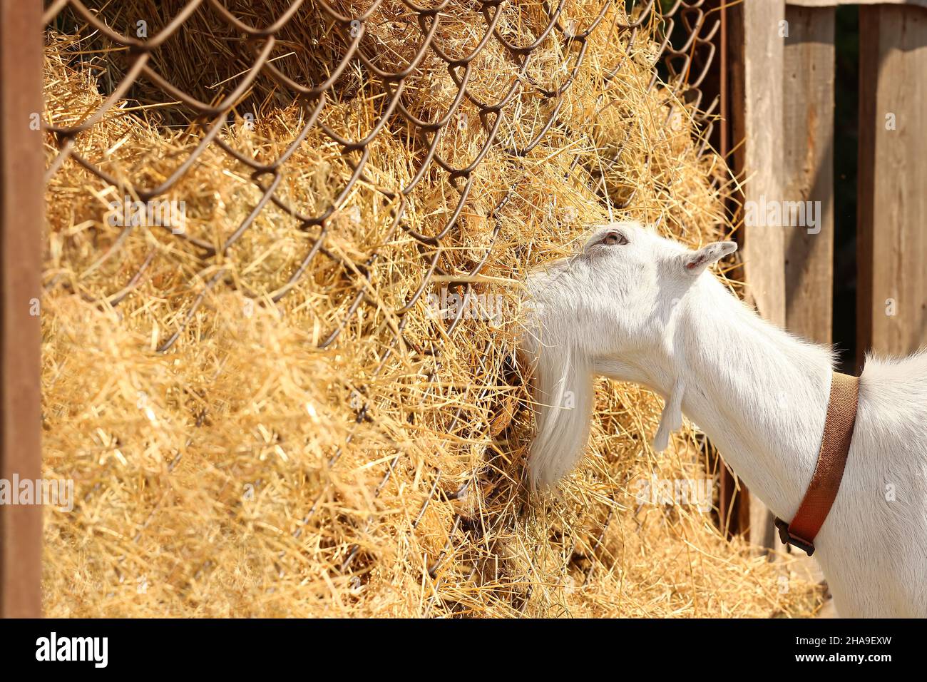 Cute funny goat eating hay on farm Stock Photo - Alamy