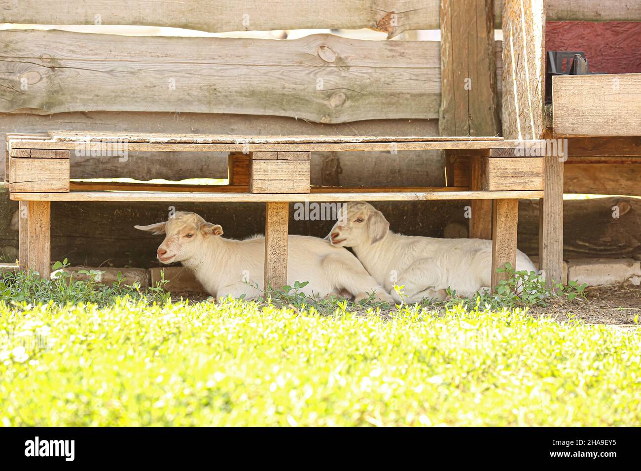 Cute baby goats on farm Stock Photo - Alamy