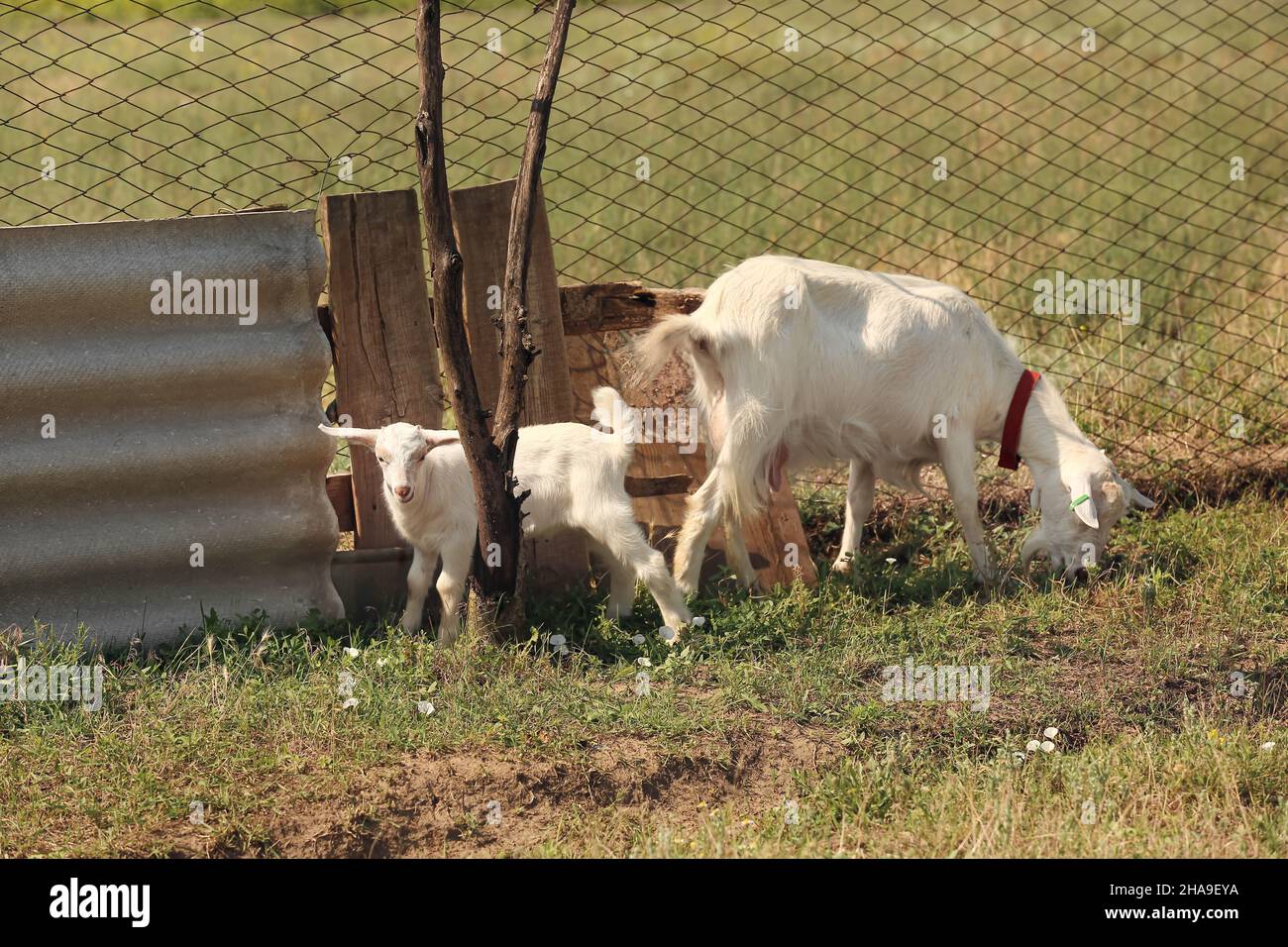Cute funny goats grazing on farm Stock Photo - Alamy