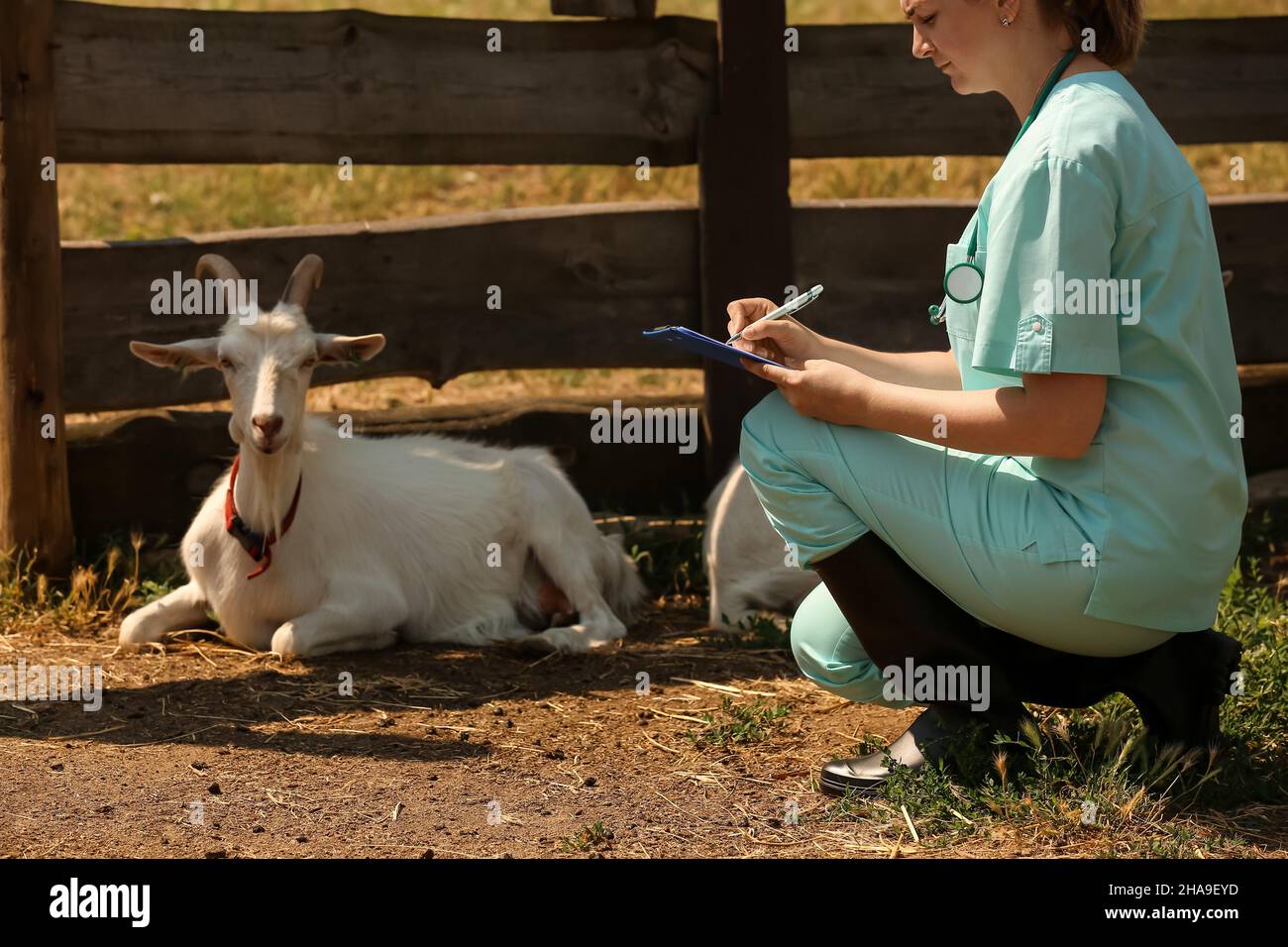 Veterinarian examining goat on farm Stock Photo - Alamy