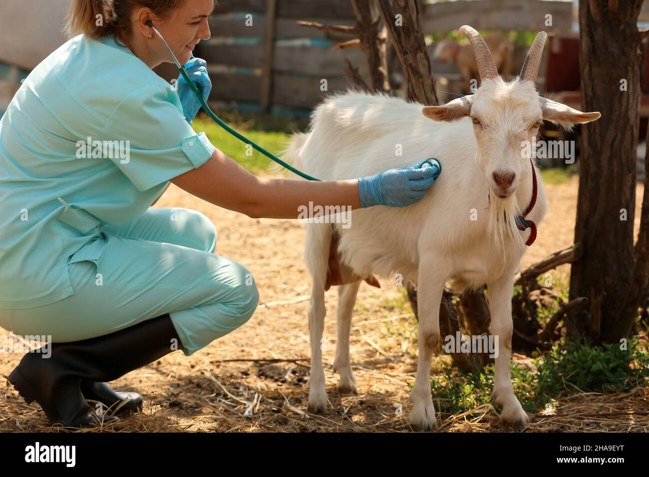 Veterinarian examining goat on farm Stock Photo - Alamy