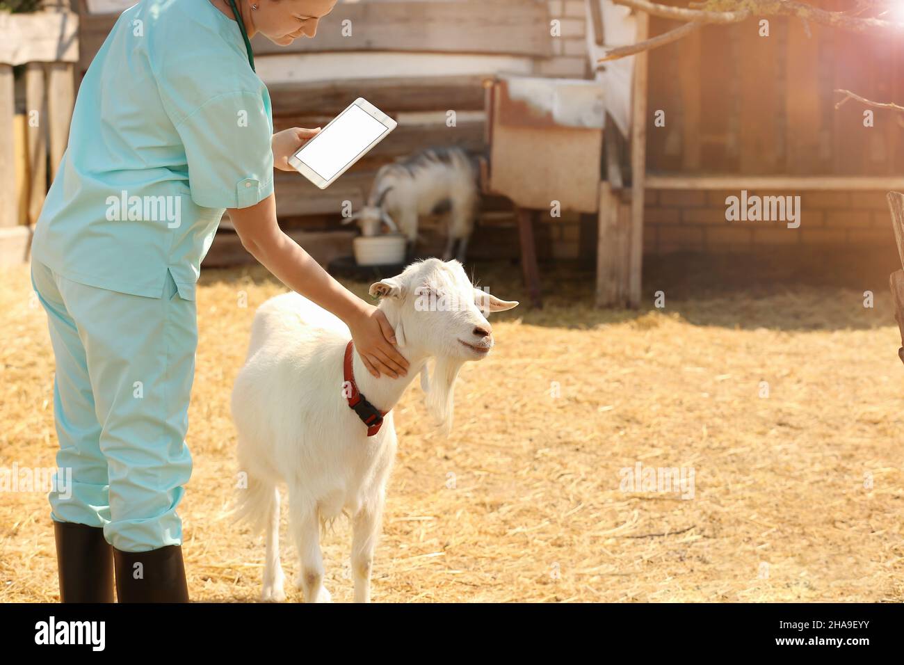 Veterinarian examining goat on farm Stock Photo - Alamy