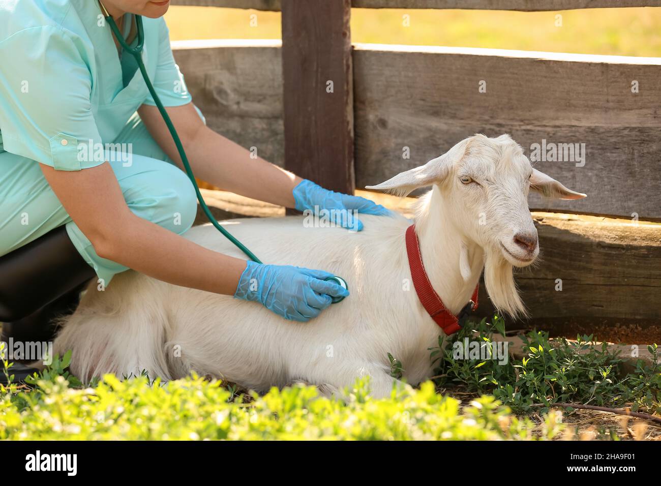 Veterinarian examining goat on farm Stock Photo - Alamy