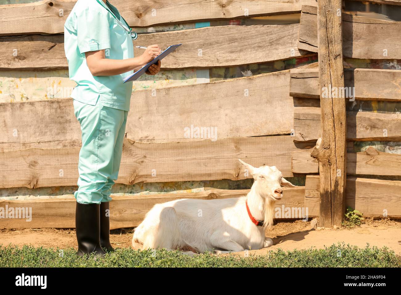 Veterinarian examining goat on farm Stock Photo - Alamy